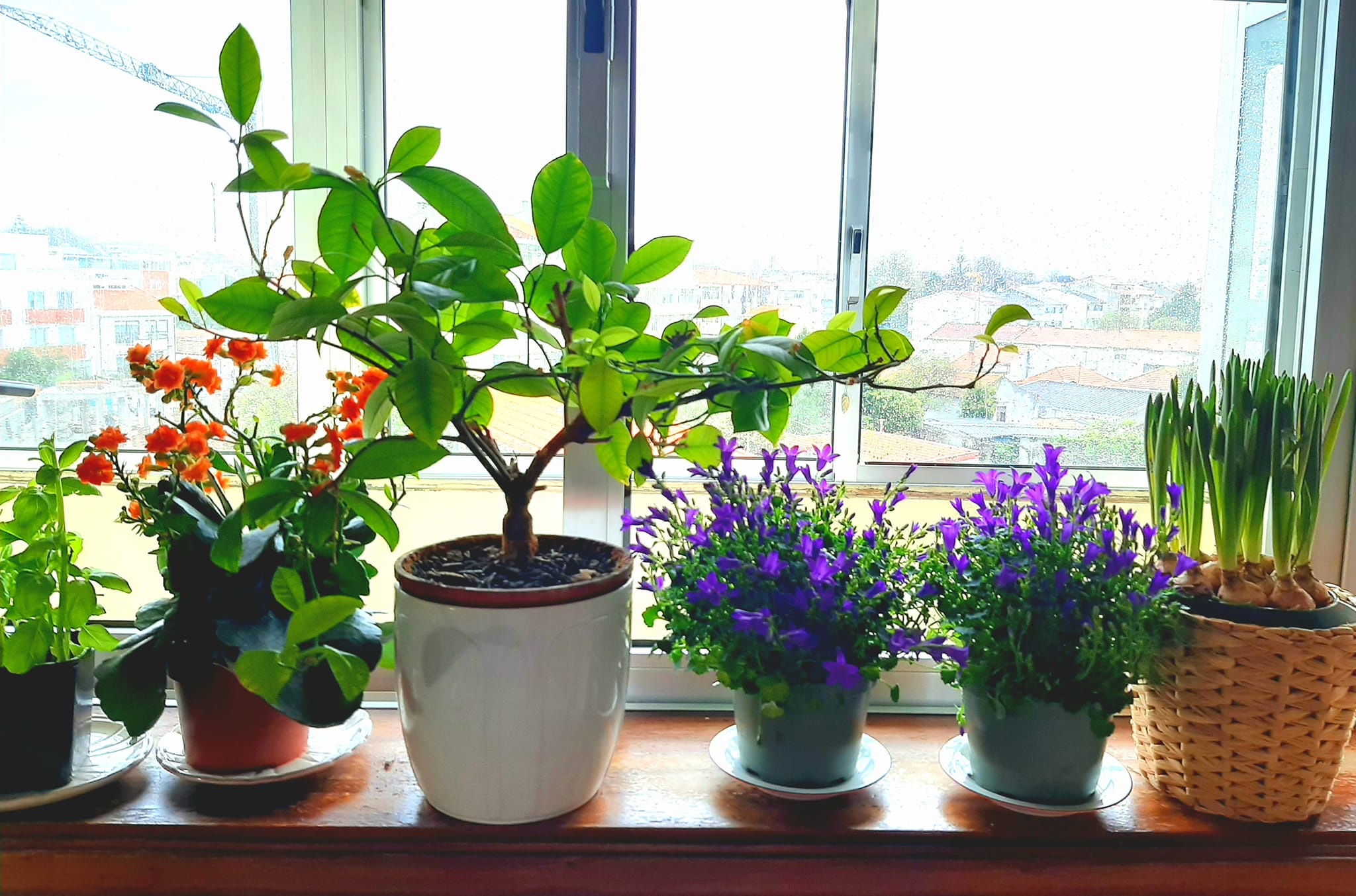 Plantas de interior | Correio do Porto